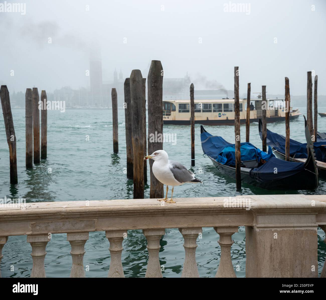 Seagull on background of gondolas tied to wooden columns on the waters ...