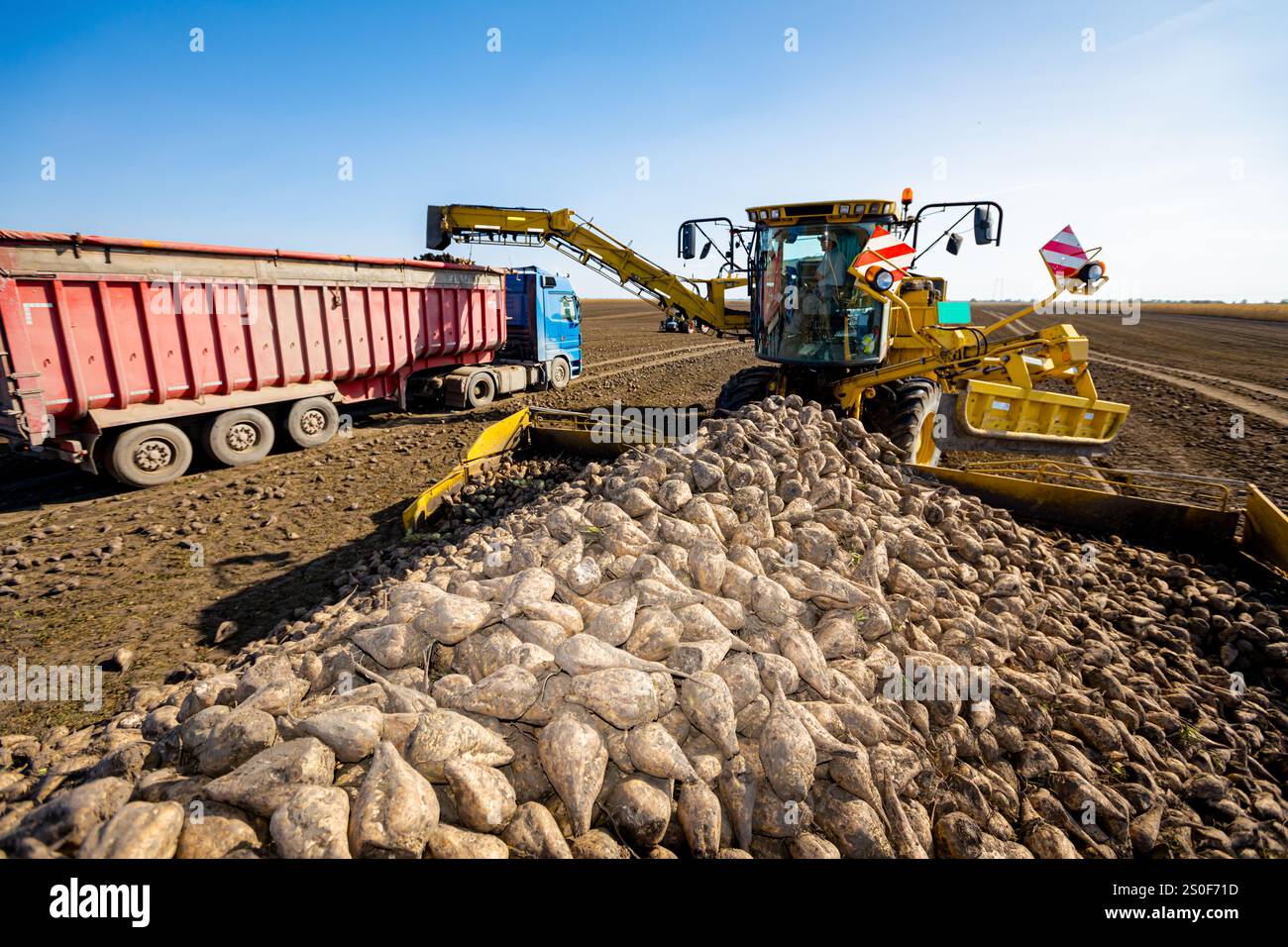Large, scattered turnips, in background agricultural machine, beet ...