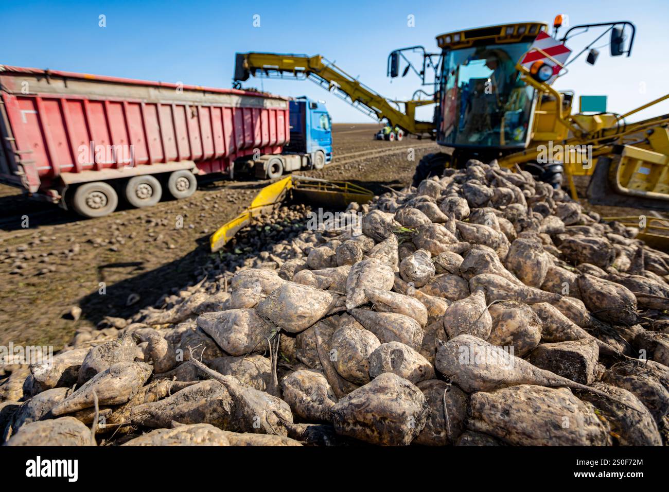 Large, scattered turnips, in background agricultural machine, beet ...