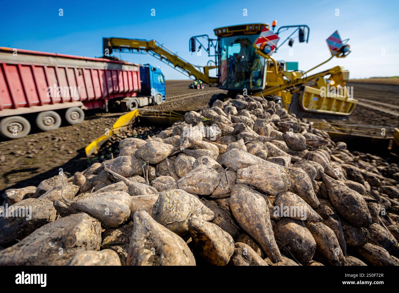 Large, scattered turnips, in background agricultural machine, beet ...