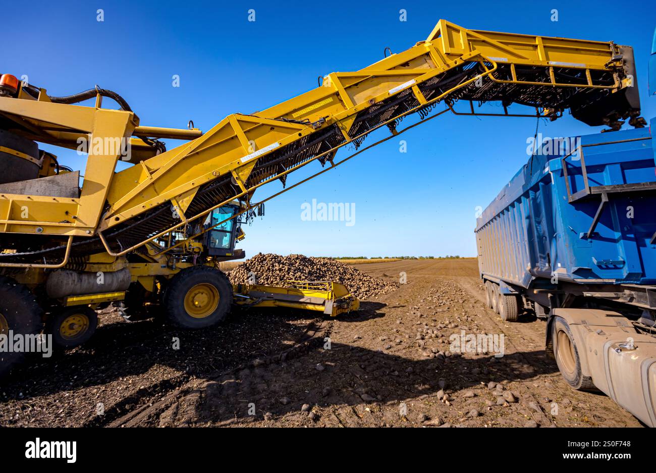 View on agricultural machine, beet loader as transferring freshly ...