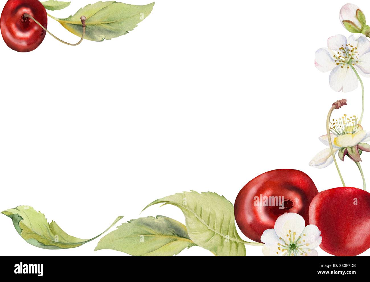 Sweet sour red cherry with green leaves, white flowers, hand drawn in ...