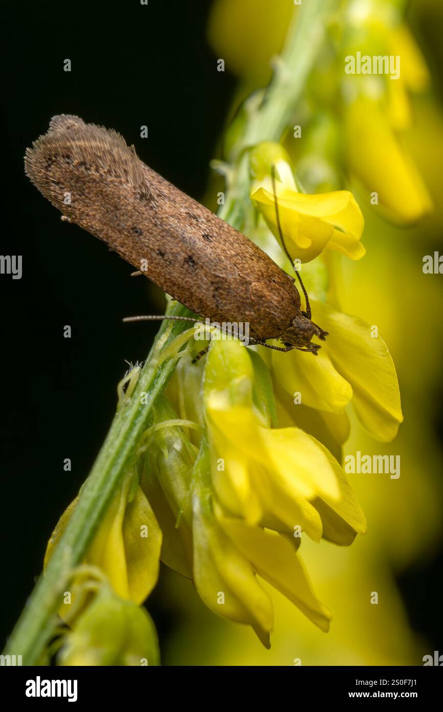 Small golden brown moth hi-res stock photography and images - Alamy