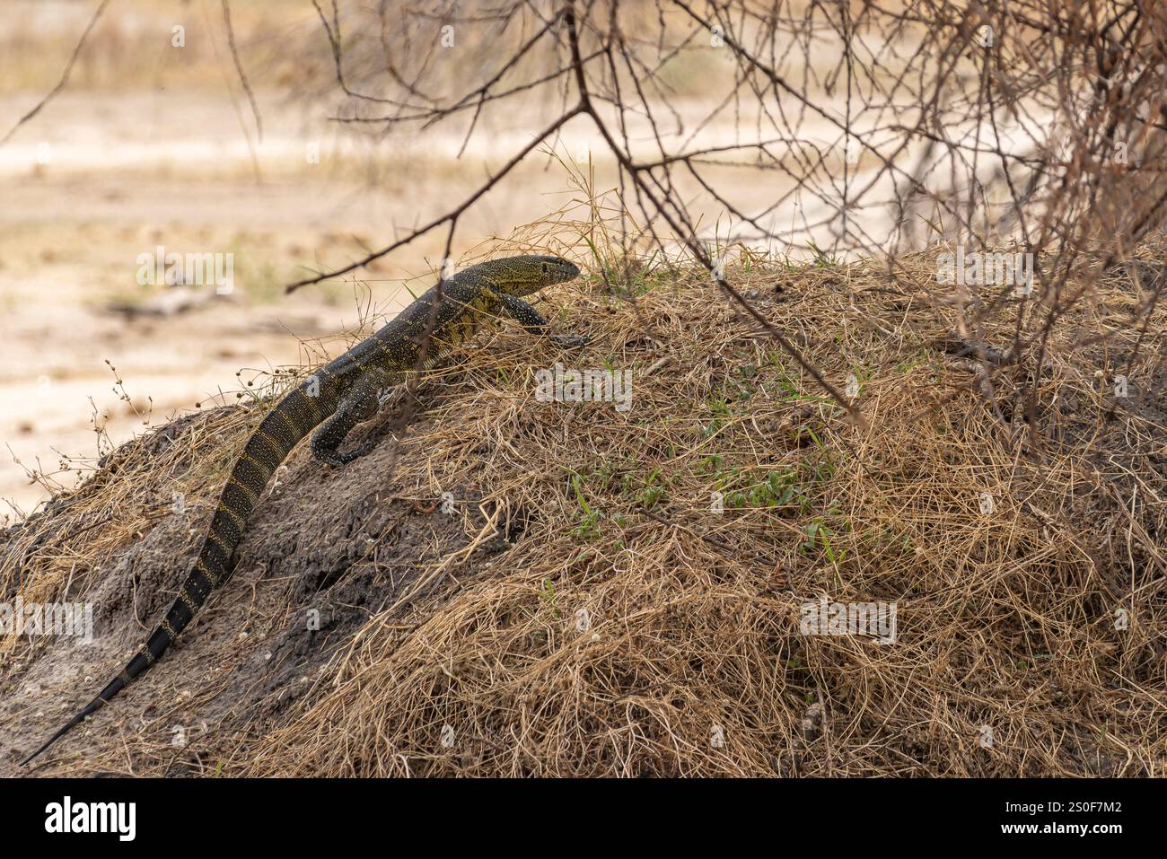 Nile monitor or African small-grain lizard (Varanus niloticus) walking ...