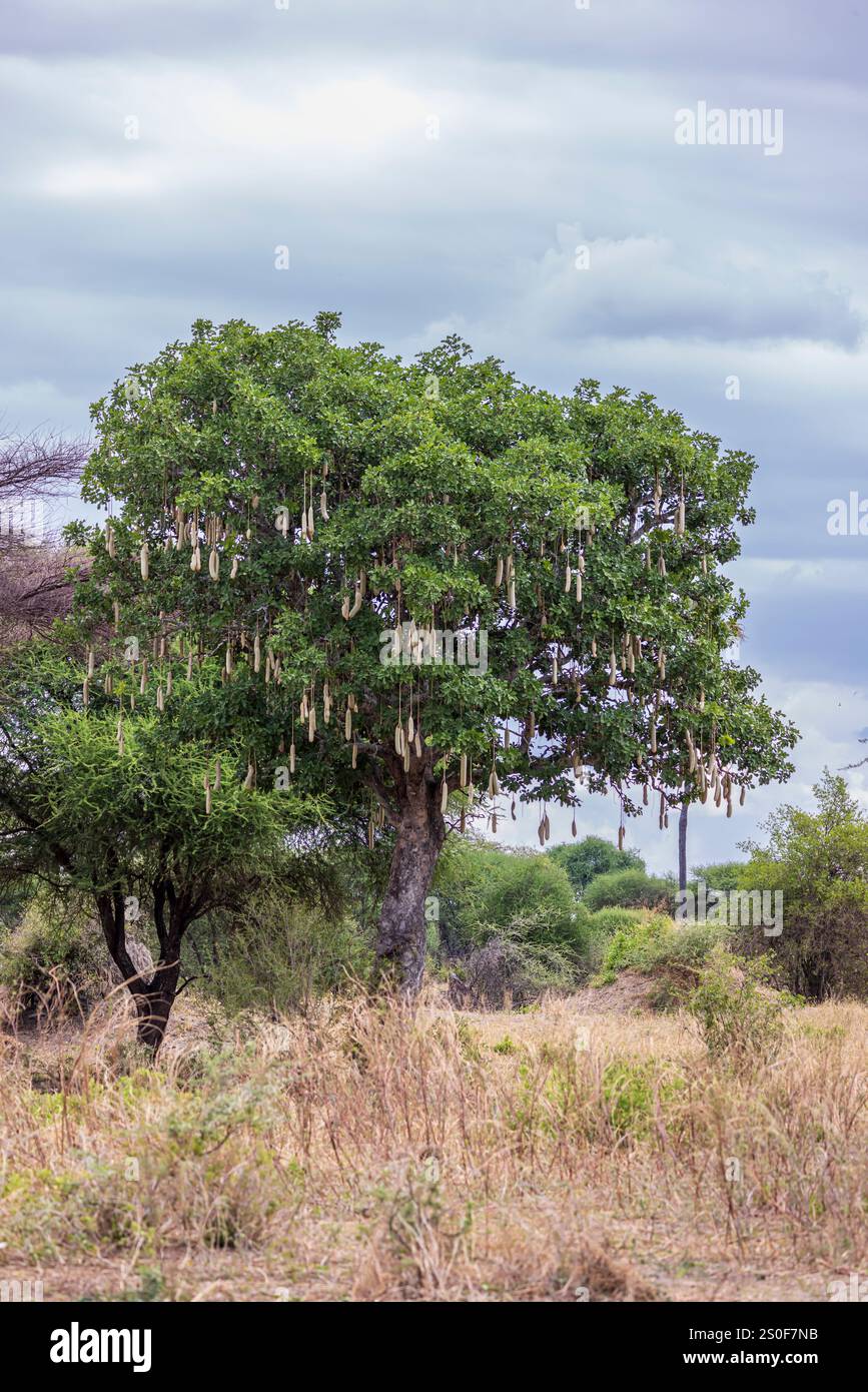Sausage tree (Kigelia africana) in Tarangire National Park in Tanzania ...