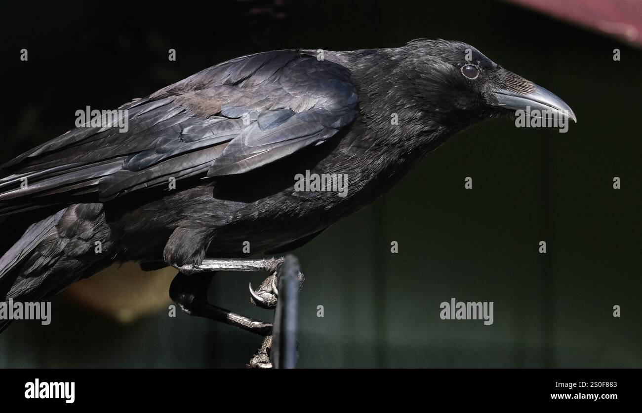 A crow is a bird of the genus Corvus, or more broadly, a synonym for ...