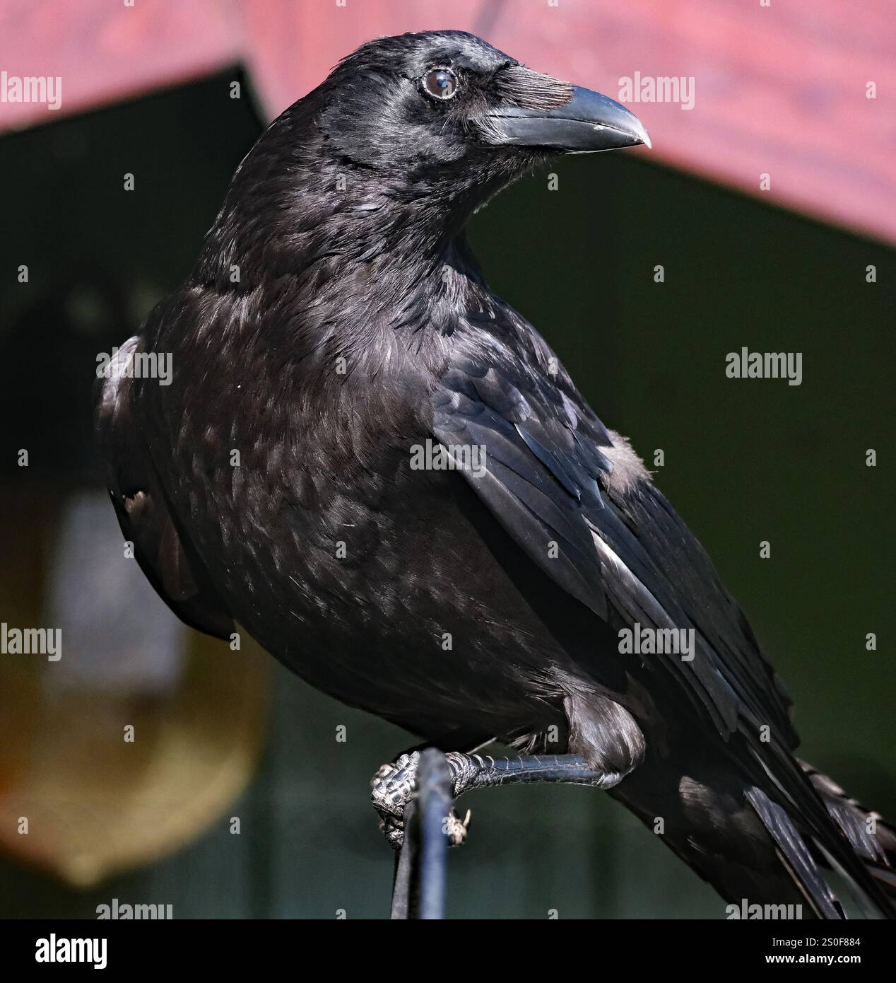 A crow is a bird of the genus Corvus, or more broadly, a synonym for ...