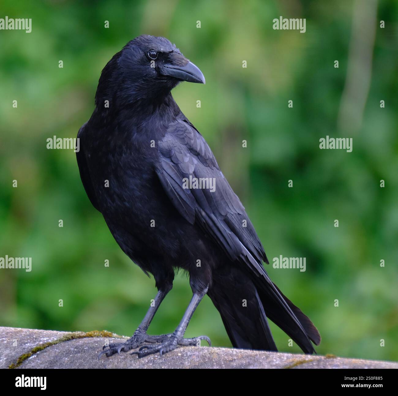 A crow is a bird of the genus Corvus, or more broadly, a synonym for ...