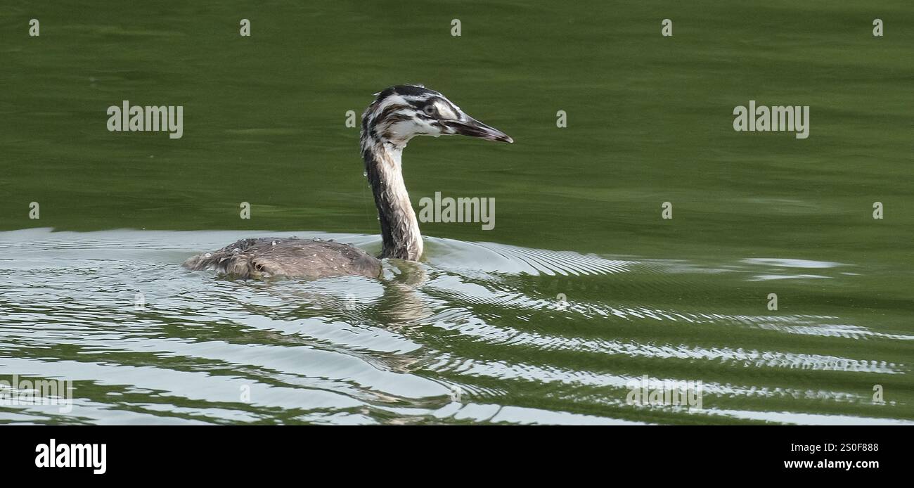 The great crested grebe (Podiceps cristatus) is a member of the grebe ...