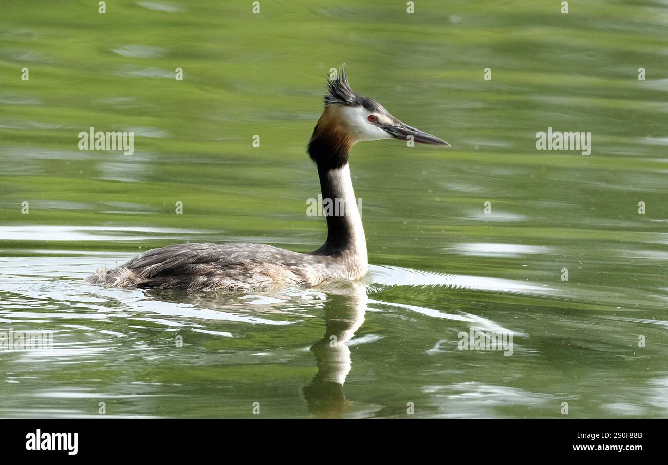 The great crested grebe (Podiceps cristatus) is a member of the grebe ...