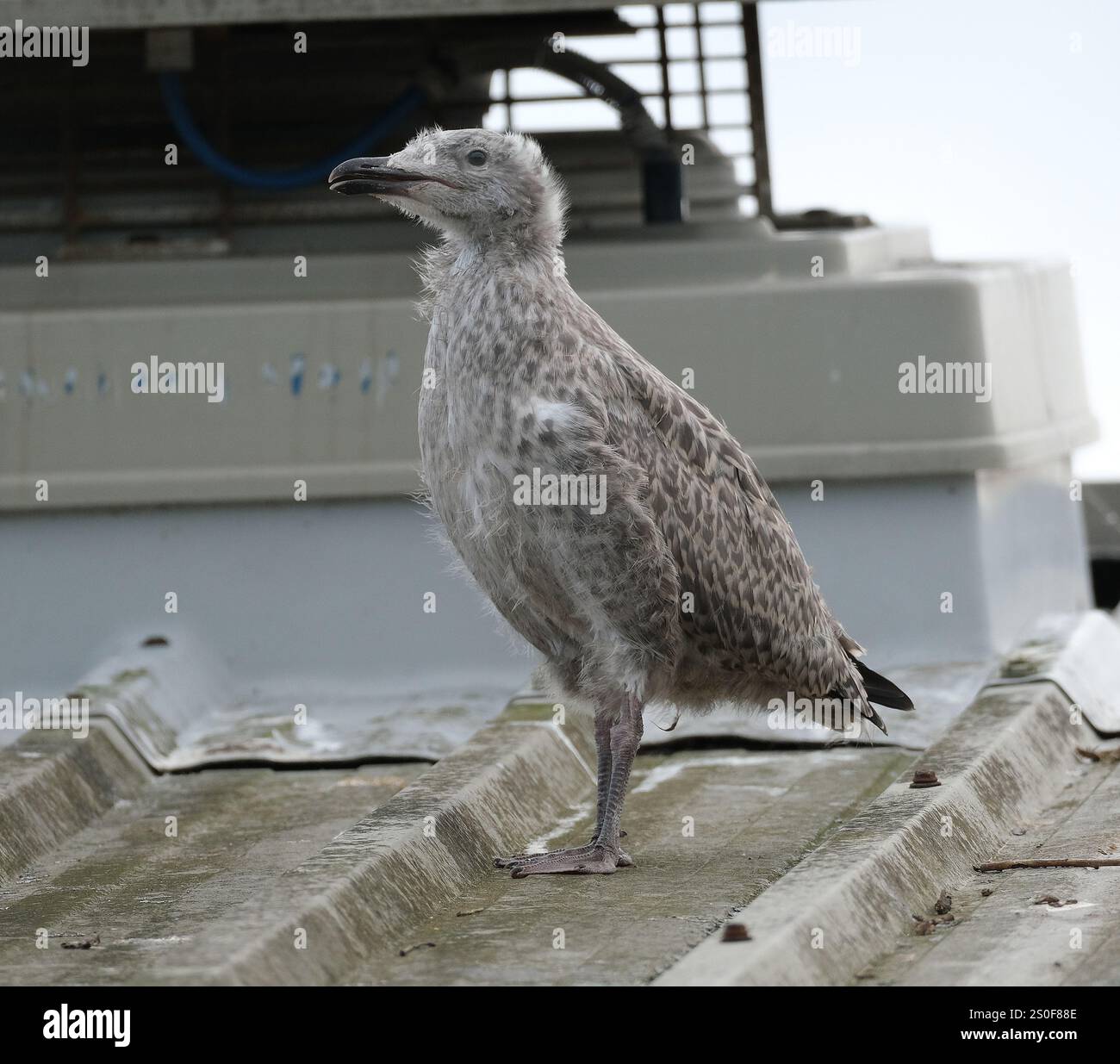 Young flightless gulls on building roof at coastal resort. UK Stock ...