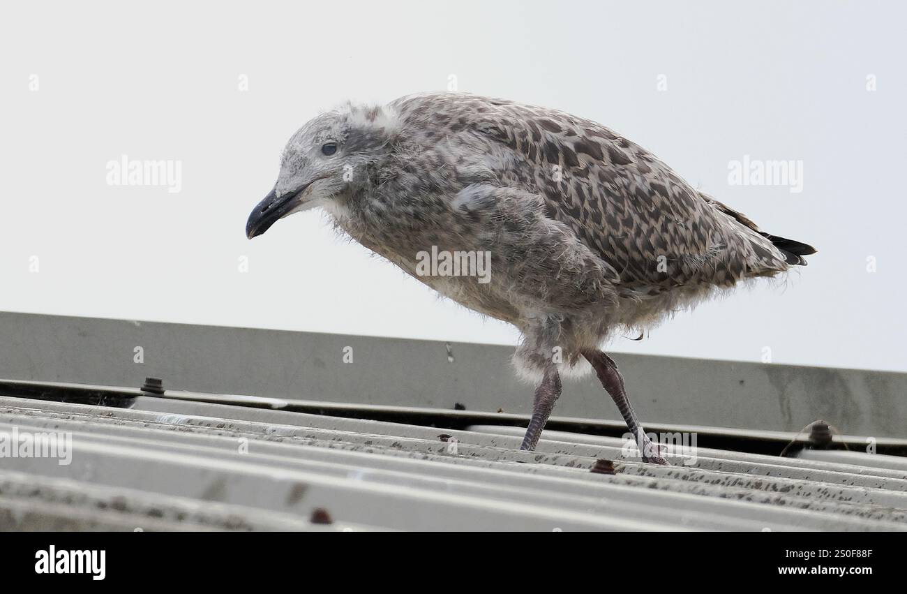 Young flightless gulls on building roof at coastal resort. UK Stock ...