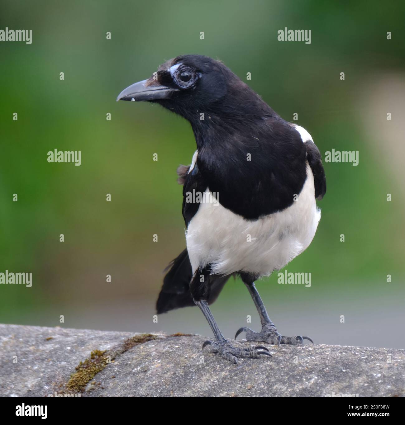 Magpies are birds of various species of the family Corvidae. Like other ...