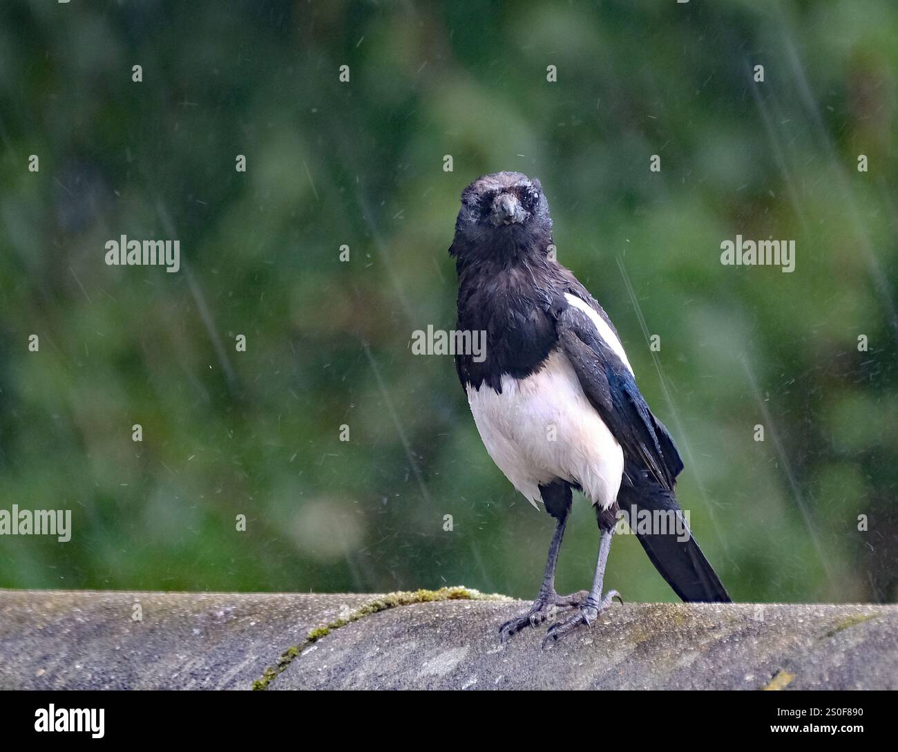 Magpies are birds of various species of the family Corvidae. Like other ...