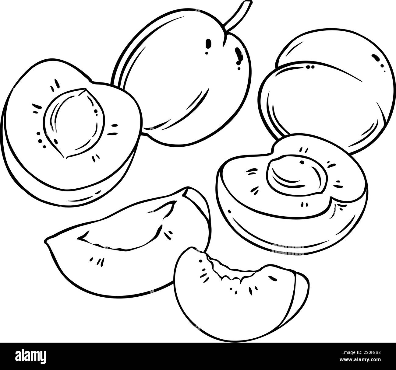 Plum Fruit Isolated Outline Illustration Stock Vector Image & Art - Alamy