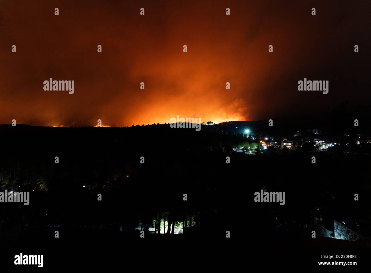Forest fir at night Stock Photo - Alamy