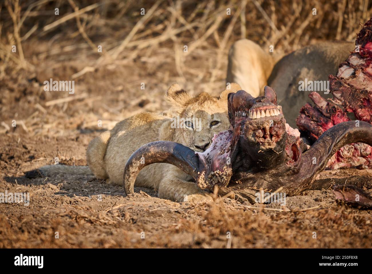 lion cub (Panthera leo) at buffalo kill, South Luangwa National Park ...