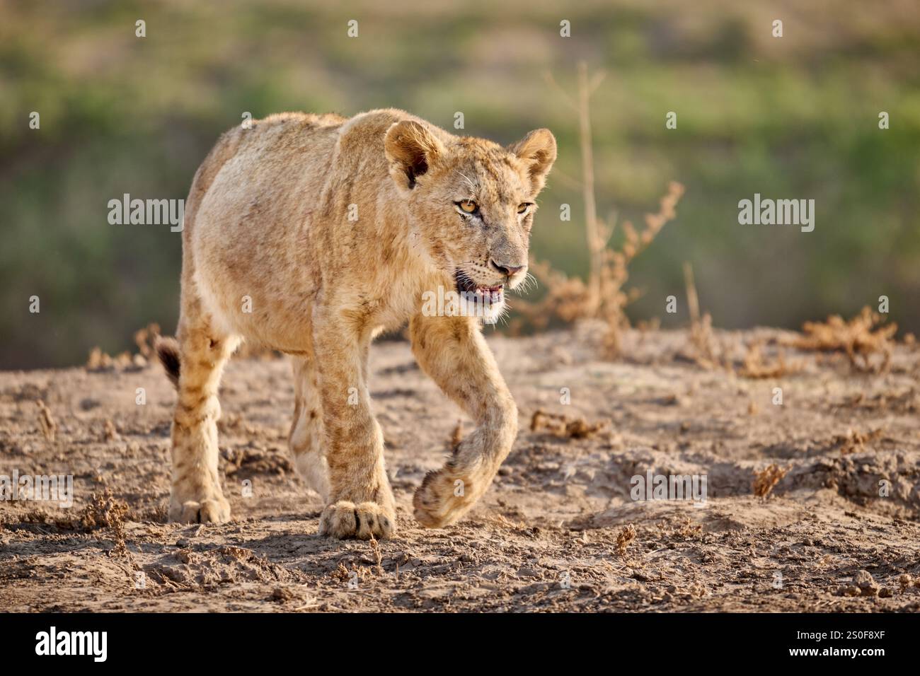 walking lion cub (Panthera leo), South Luangwa National Park, Mfuwe ...