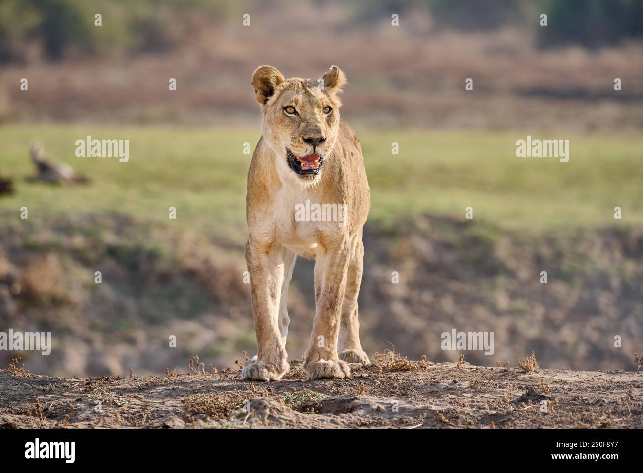 lioness (Panthera leo), South Luangwa National Park, Mfuwe, Zambia ...