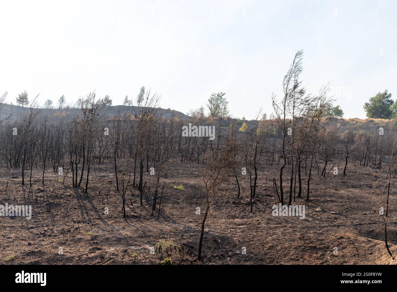 Burned trees after a forest fire hi-res stock photography and images ...