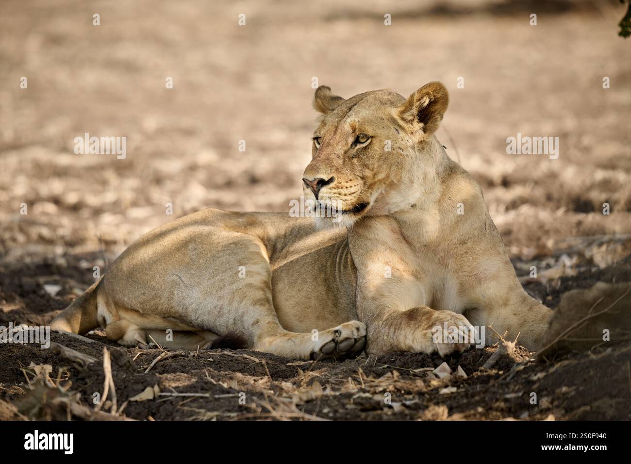 lion (Panthera leo), South Luangwa National Park, Mfuwe, Zambia, Africa ...