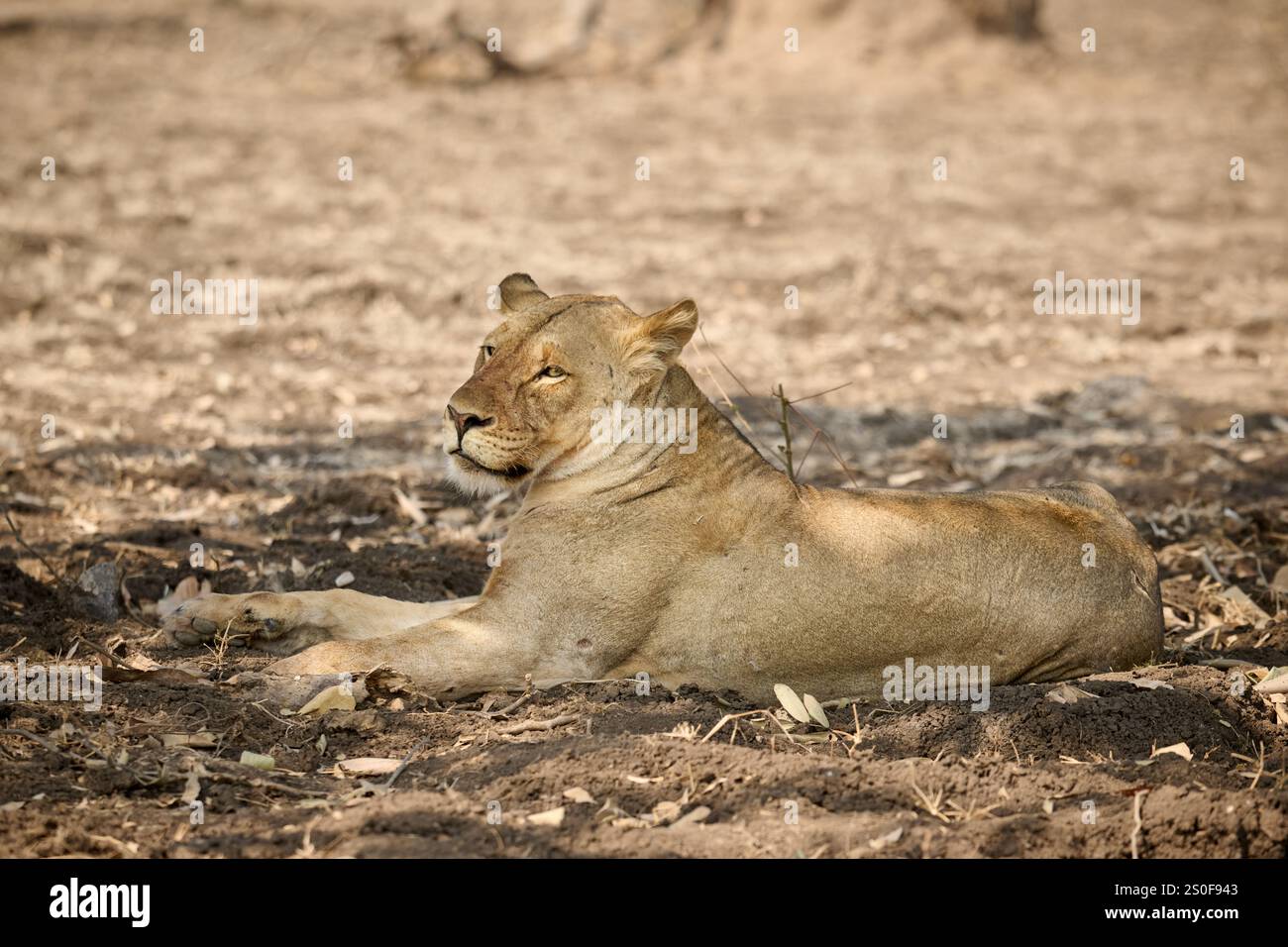 lion (Panthera leo), South Luangwa National Park, Mfuwe, Zambia, Africa ...