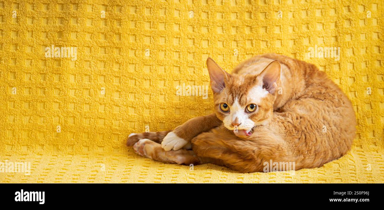 Red Ginger Devon Rex Cat. Short-haired Cat Of English Breed On Yellow ...
