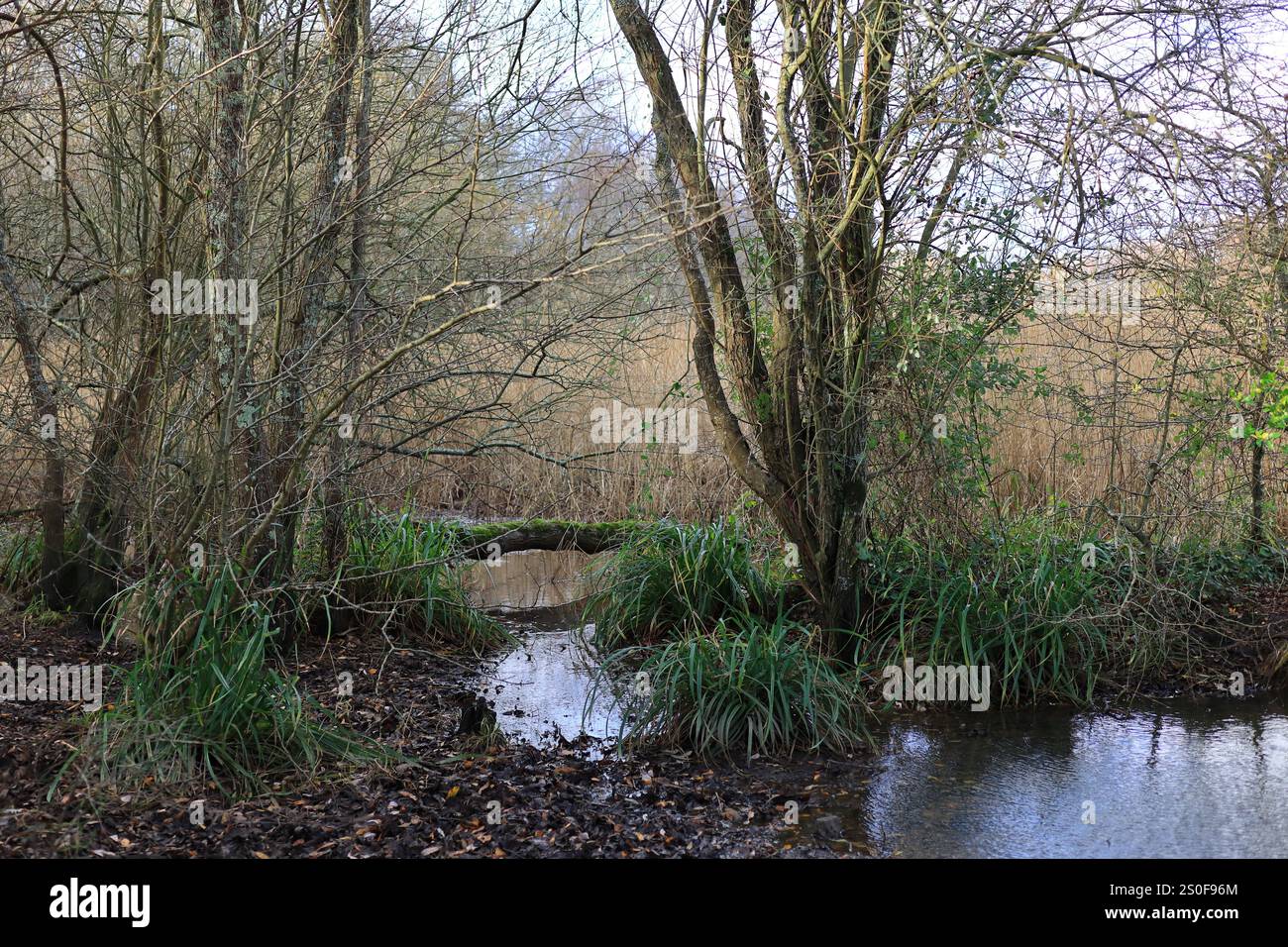 A waterway or stream, with trees and foliage either side and a fallen ...