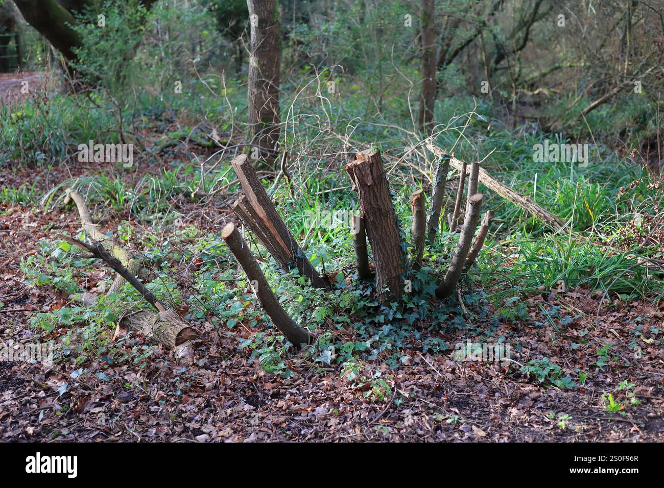 Woodland management: Several narrow stumps of a tree in a wooded ...
