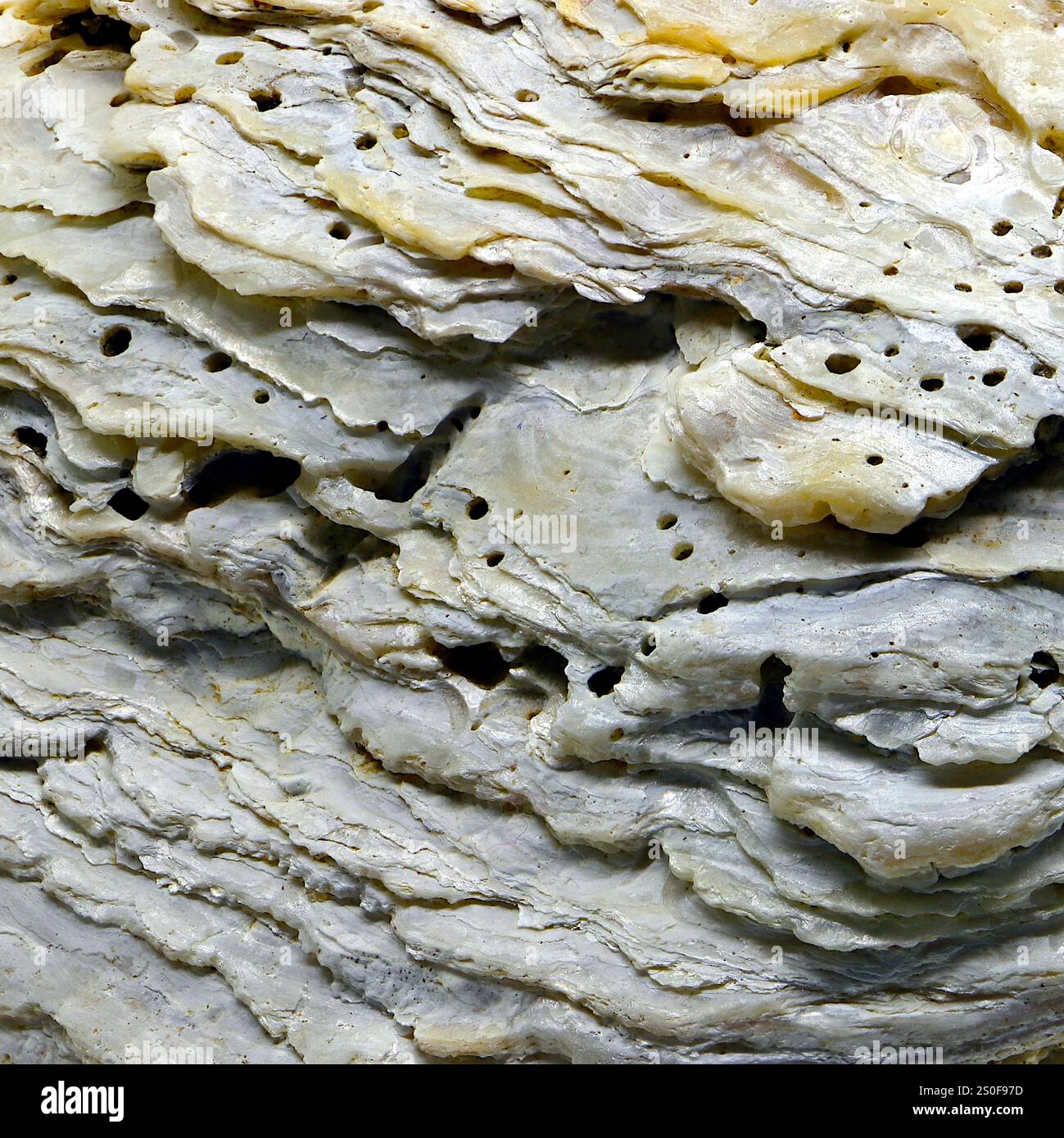 Abstract, background, backdrop, macro, textured view of: A common ...