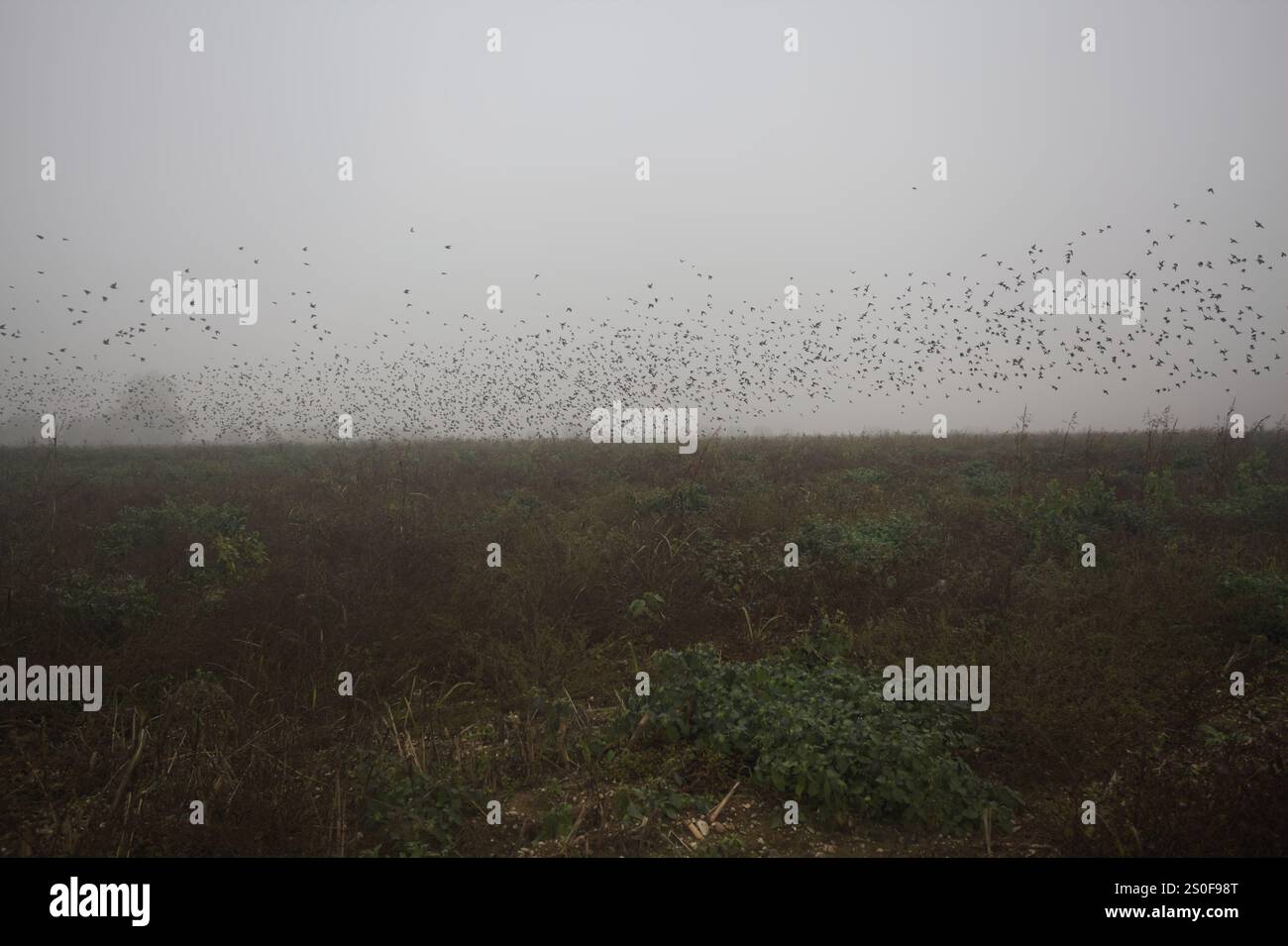 Flock of flying birds over an uncultivated field on a foggy day in the ...
