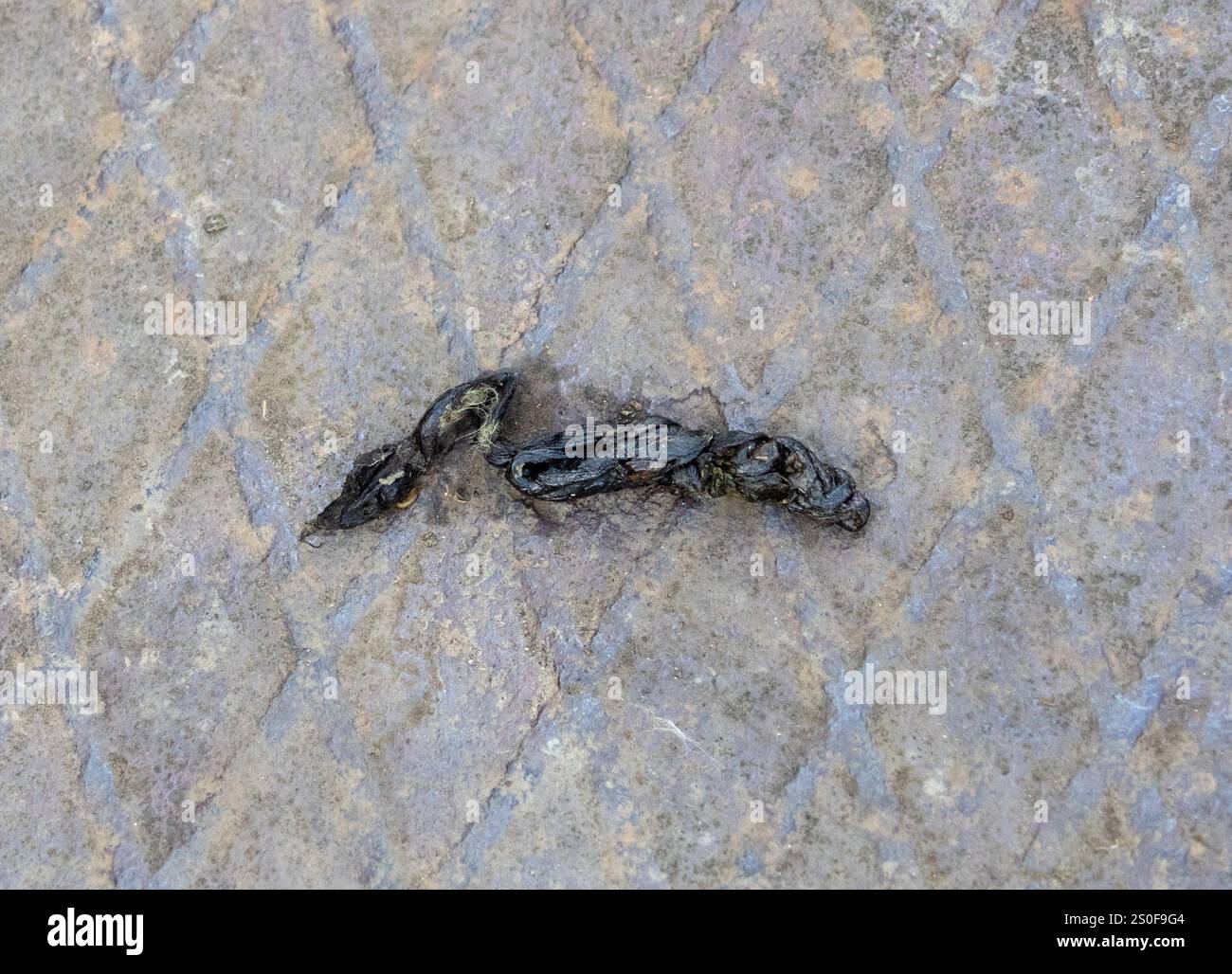 Predator scat hi-res stock photography and images - Alamy