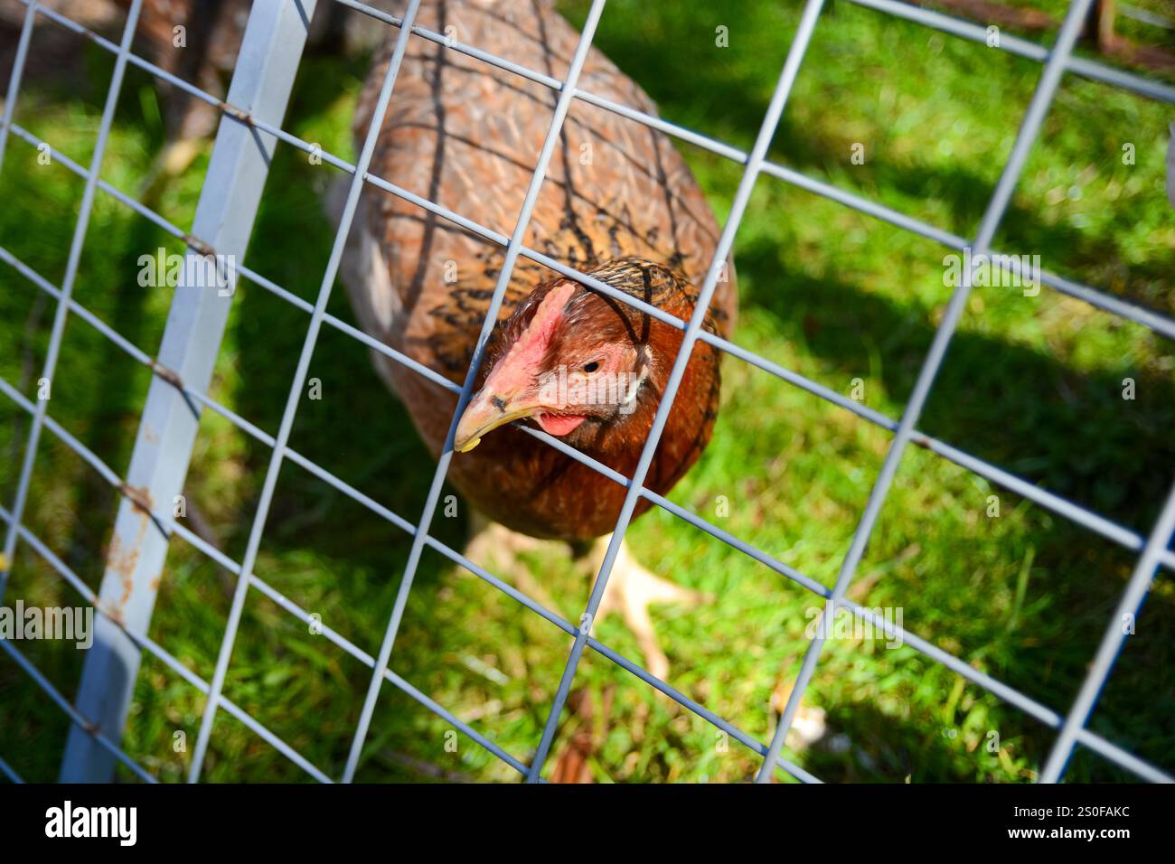 Chicken with head through fence of coup Stock Photo - Alamy