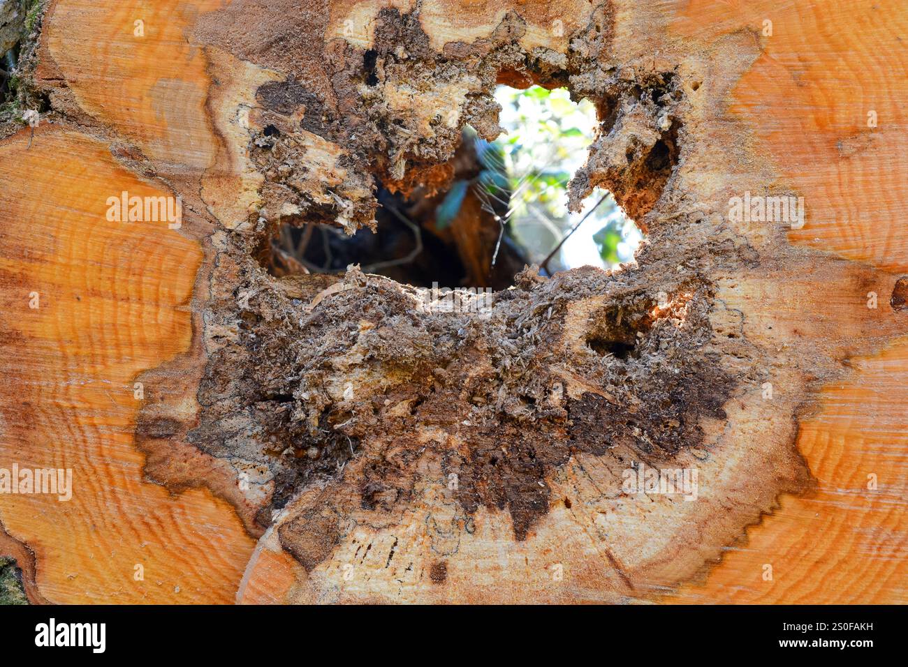 Tree rings in tree stump with rotting hole in middle Stock Photo - Alamy