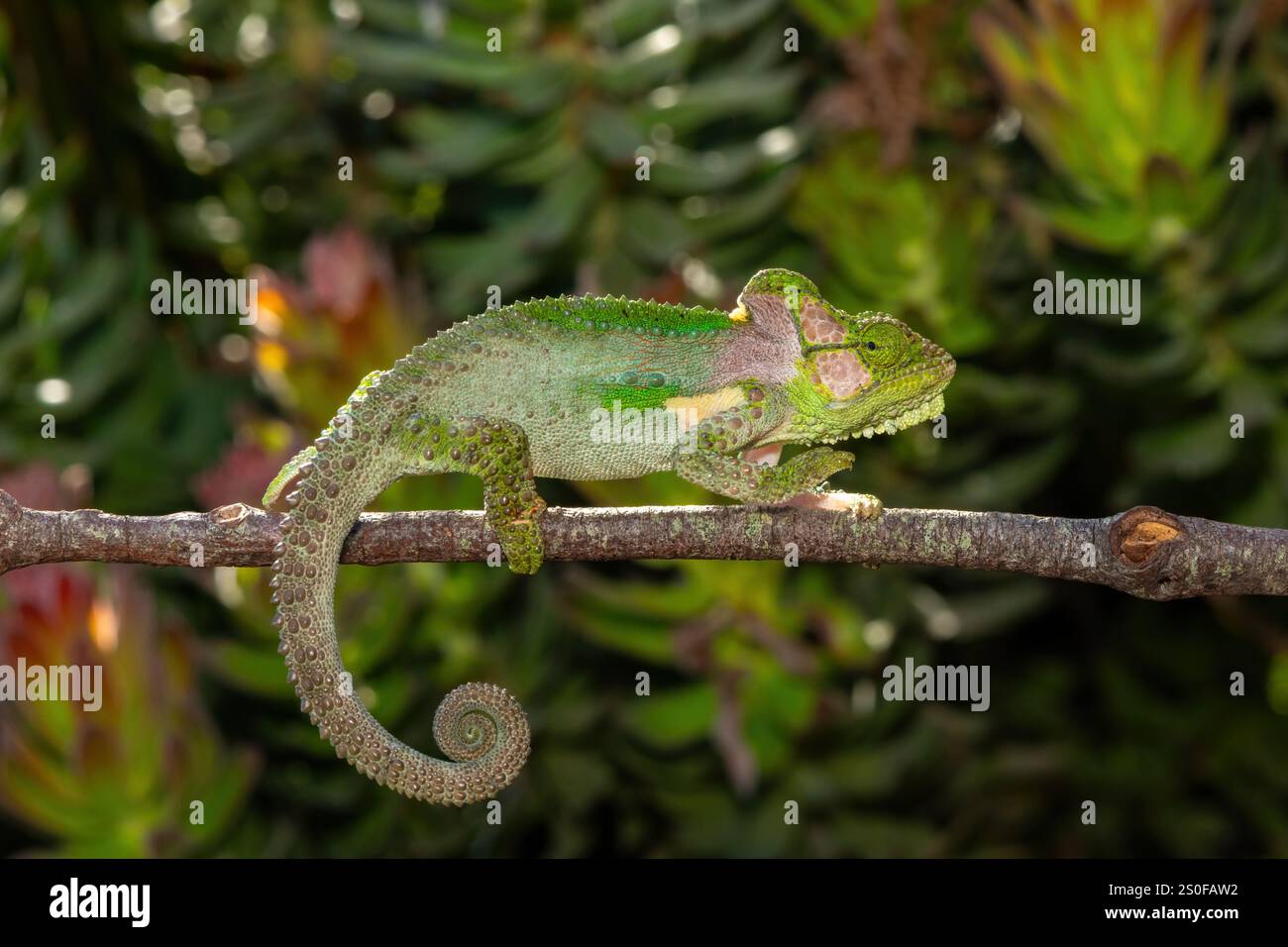 A stunningly beautiful Knysna dwarf chameleon (Bradypodion damaranum ...