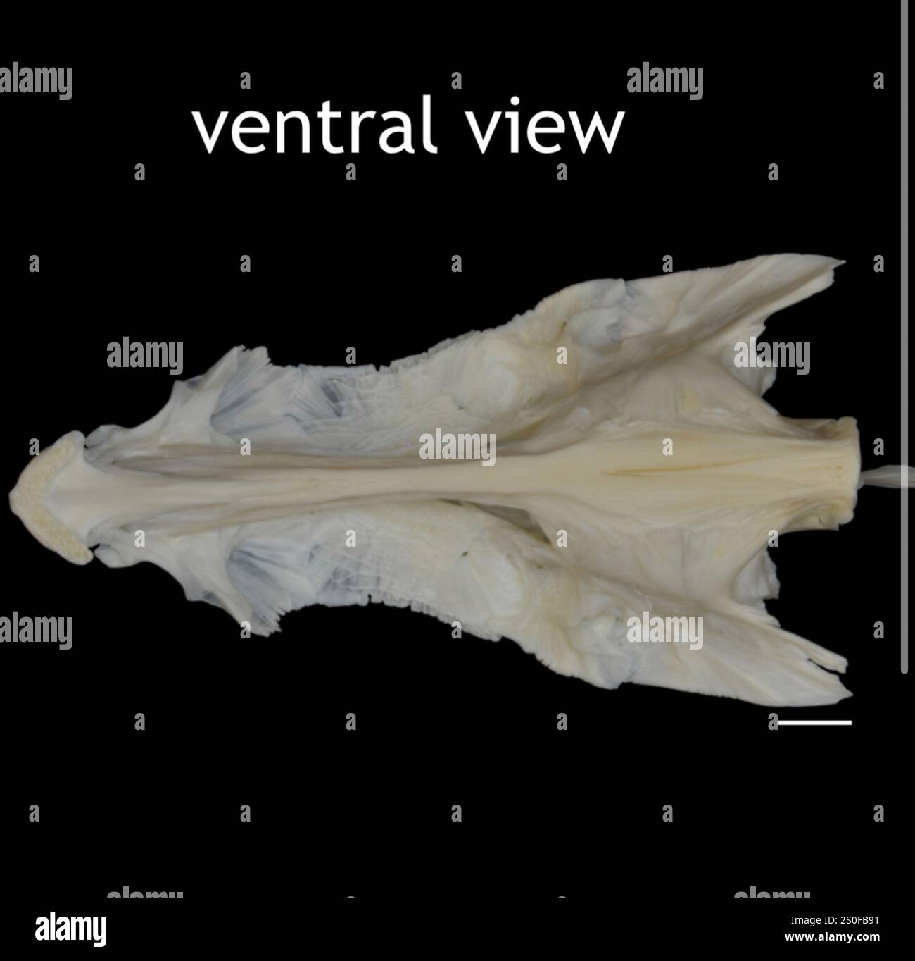 Pacific Cod (Gadus macrocephalus Stock Photo - Alamy
