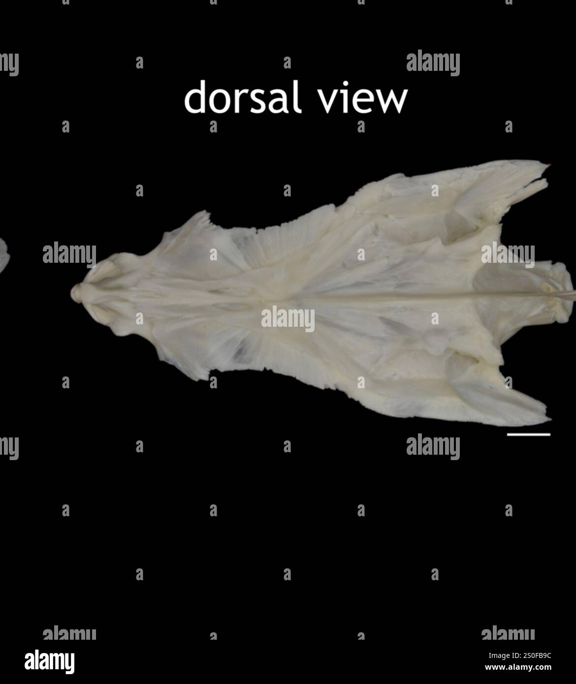 Pacific Cod (Gadus macrocephalus Stock Photo - Alamy