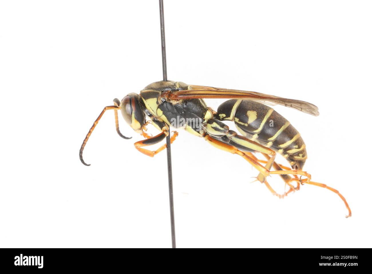 Northern Paper Wasp (Polistes fuscatus Stock Photo - Alamy