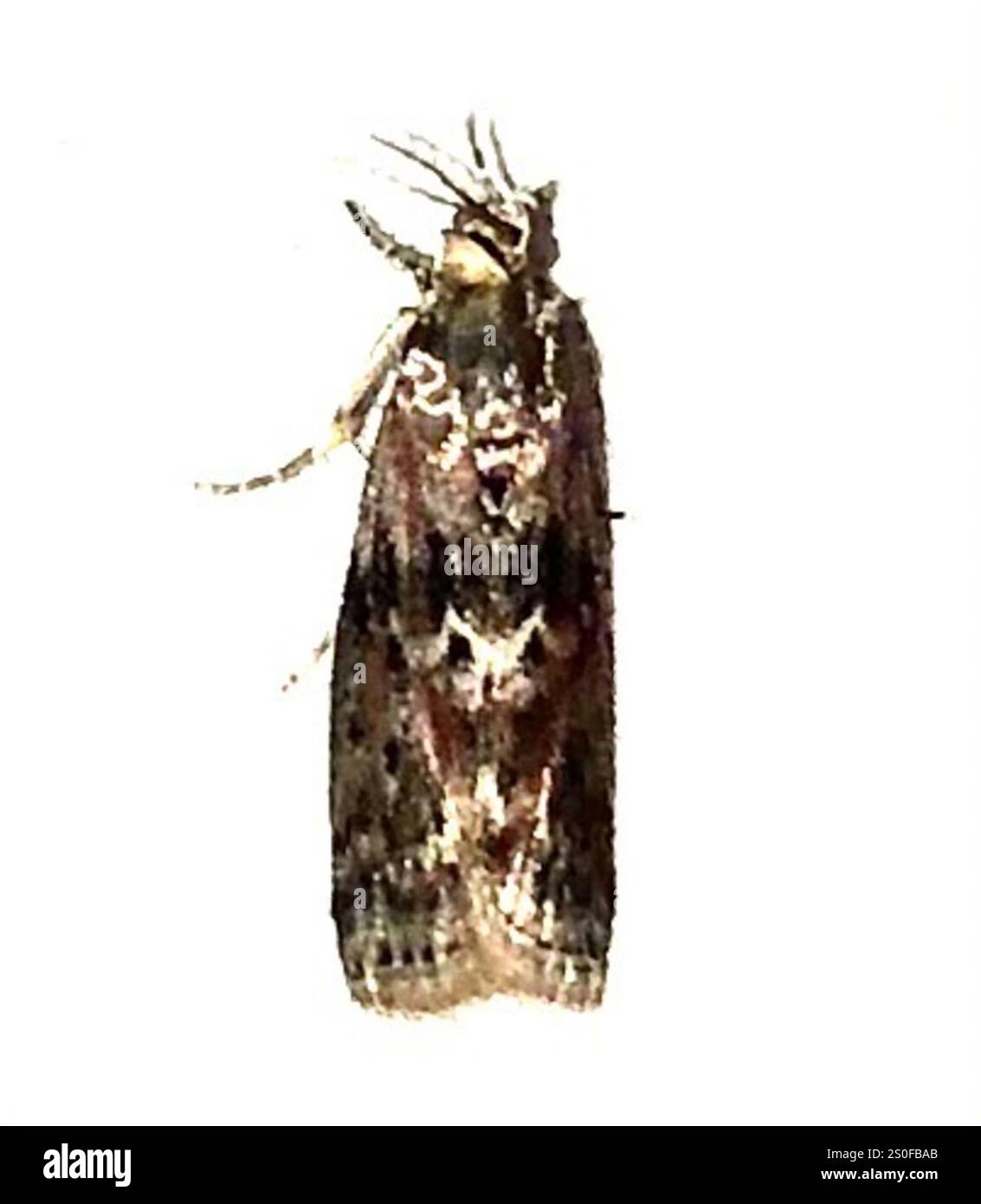 Black-spotted Leafroller Moth (Sciota virgatella Stock Photo - Alamy