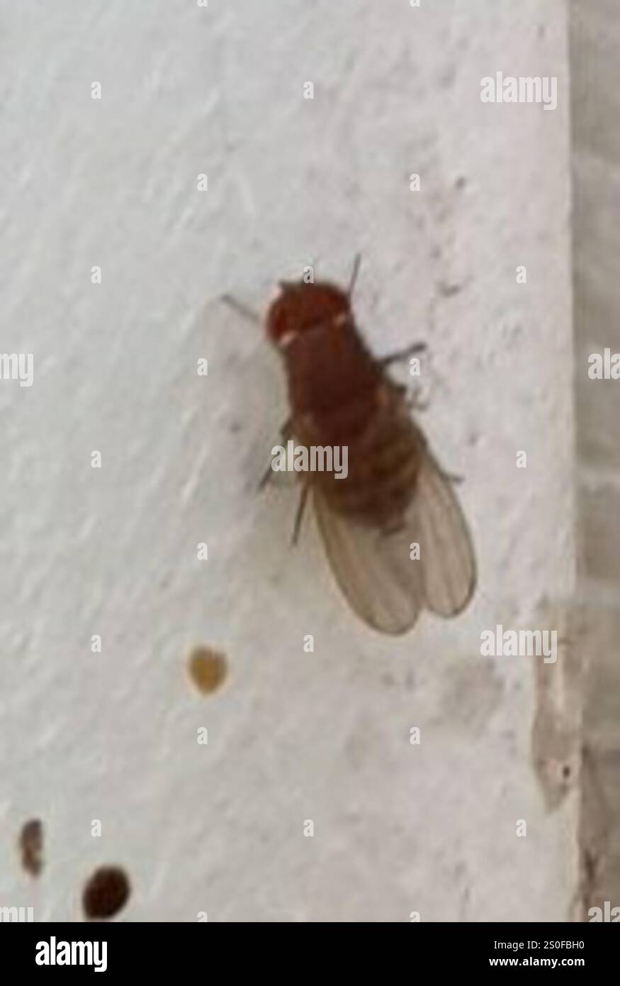 Small Fruit Flies (Drosophila Stock Photo - Alamy