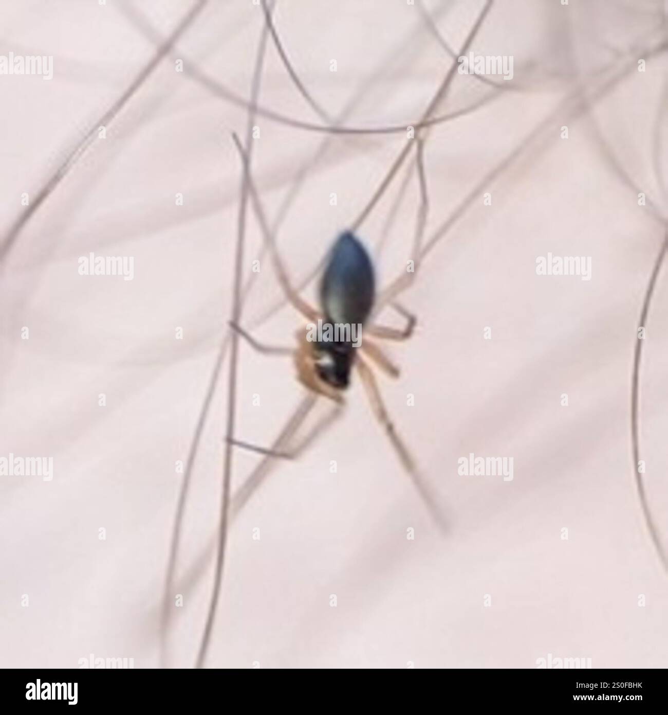 Sheetweb and Dwarf Weavers (Linyphiidae Stock Photo - Alamy