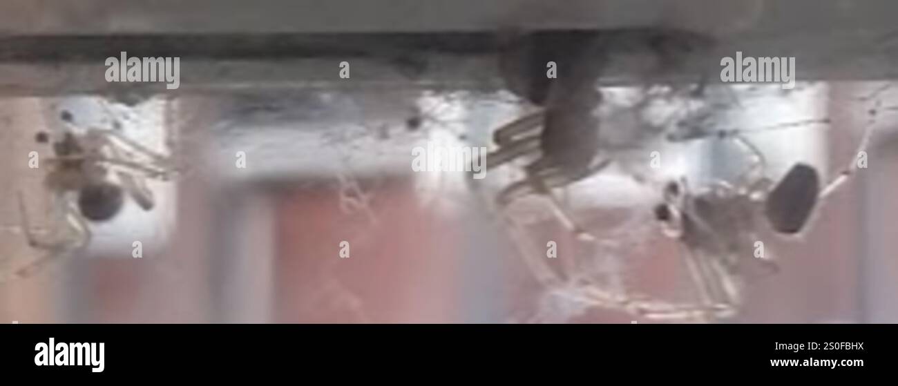 Silver-sided Sector Spider (Zygiella x-notata Stock Photo - Alamy