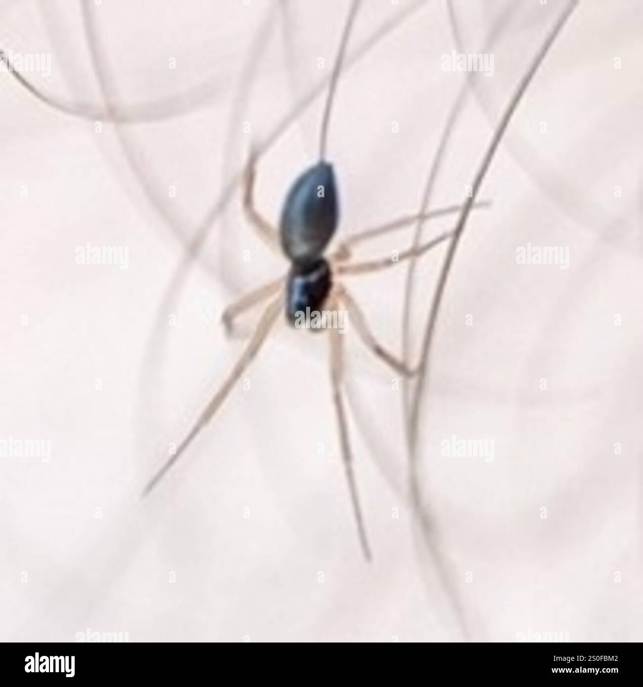 Sheetweb and Dwarf Weavers (Linyphiidae Stock Photo - Alamy