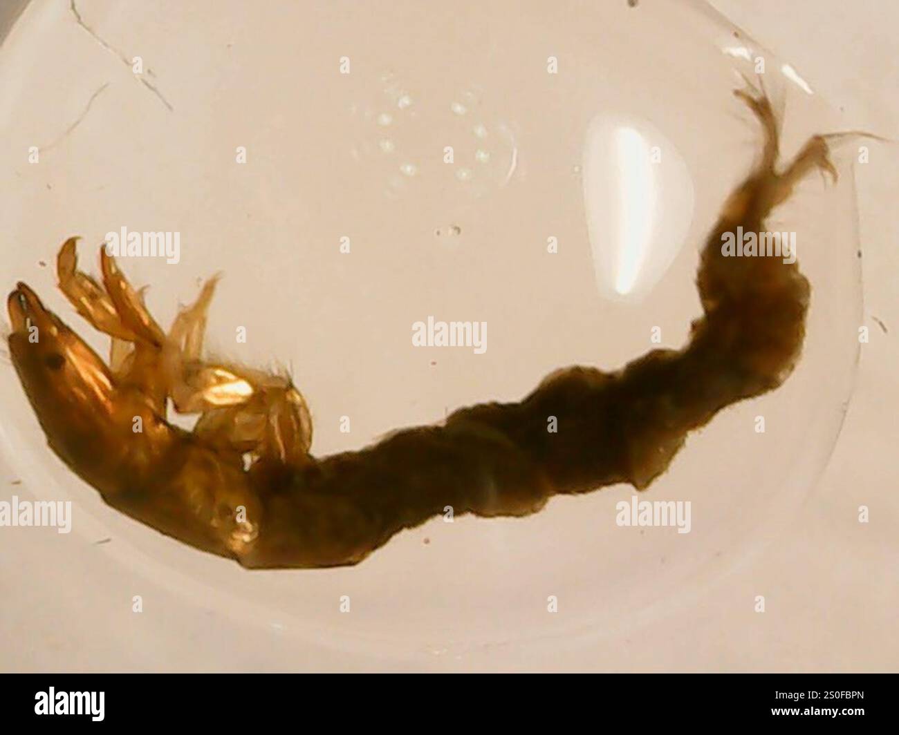 Net-spinning Caddisflies (Hydropsychidae Stock Photo - Alamy