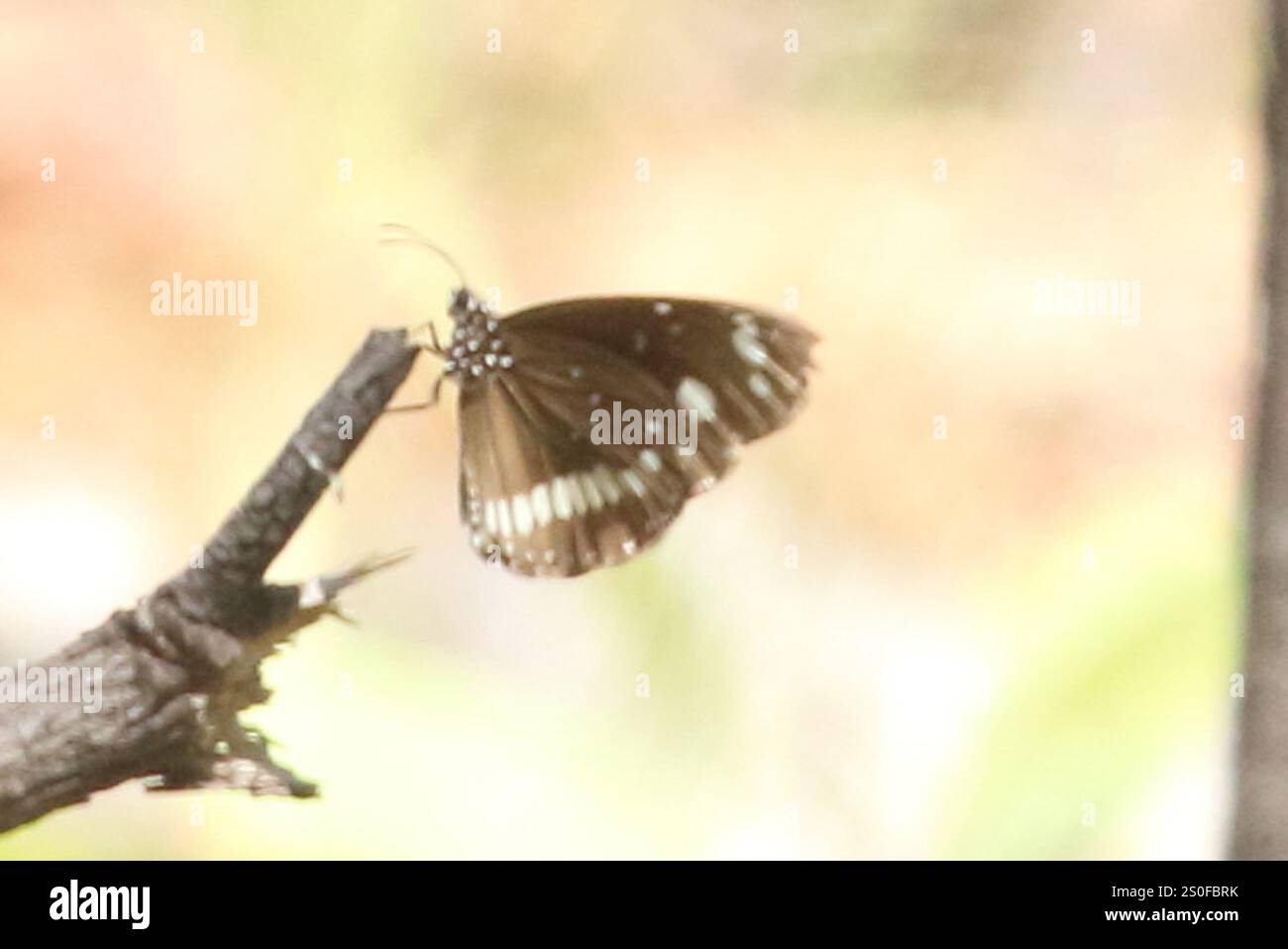 Common Crow Butterfly (Euploea core Stock Photo - Alamy
