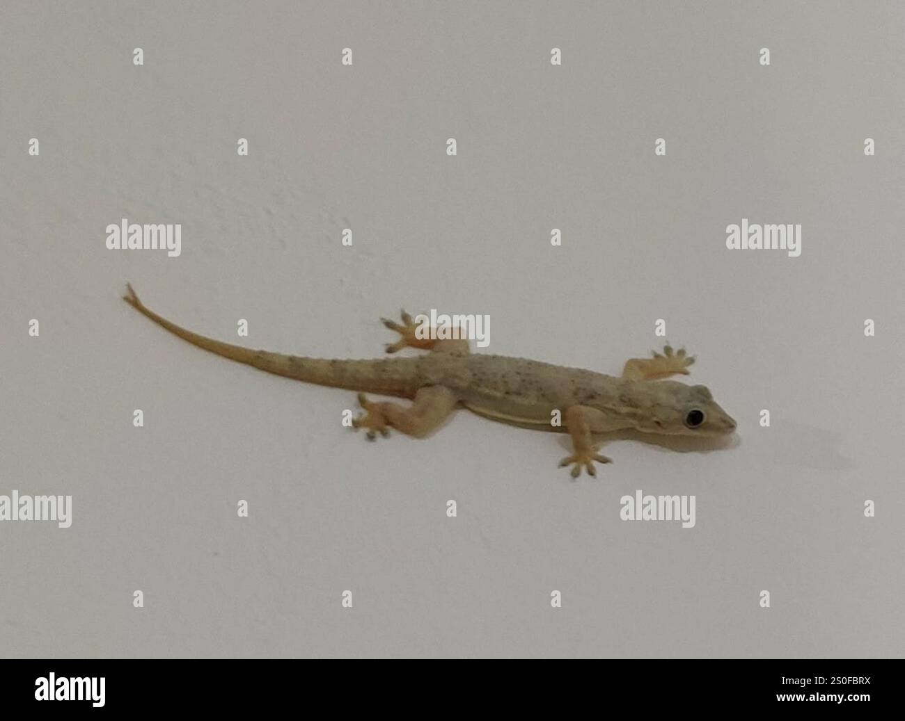 Tropical House Gecko (Hemidactylus mabouia Stock Photo - Alamy