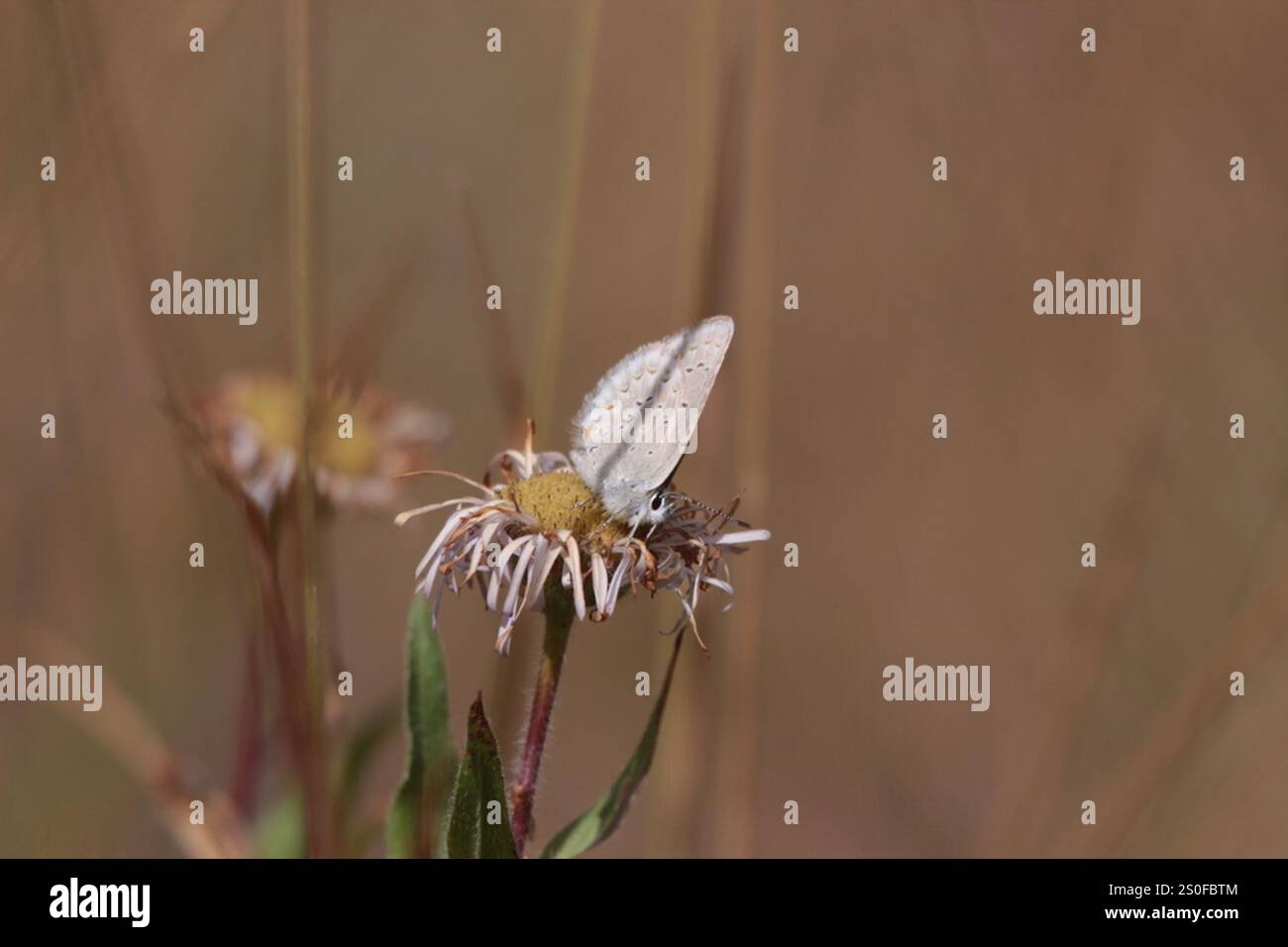 Anna's Blue (Plebejus anna Stock Photo - Alamy