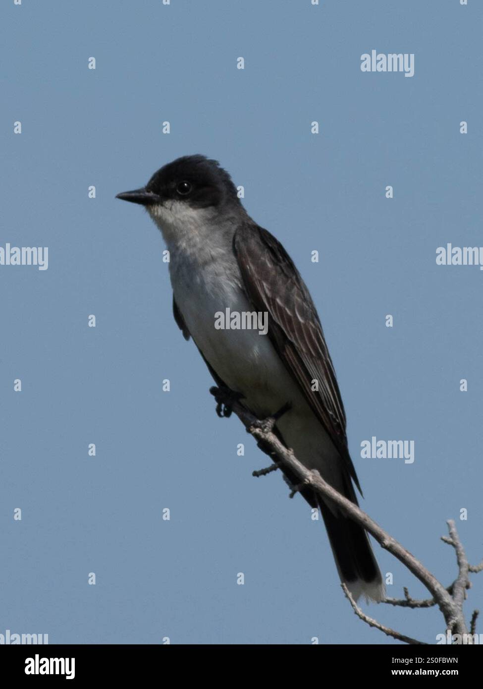 Eastern Kingbird (Tyrannus tyrannus Stock Photo - Alamy
