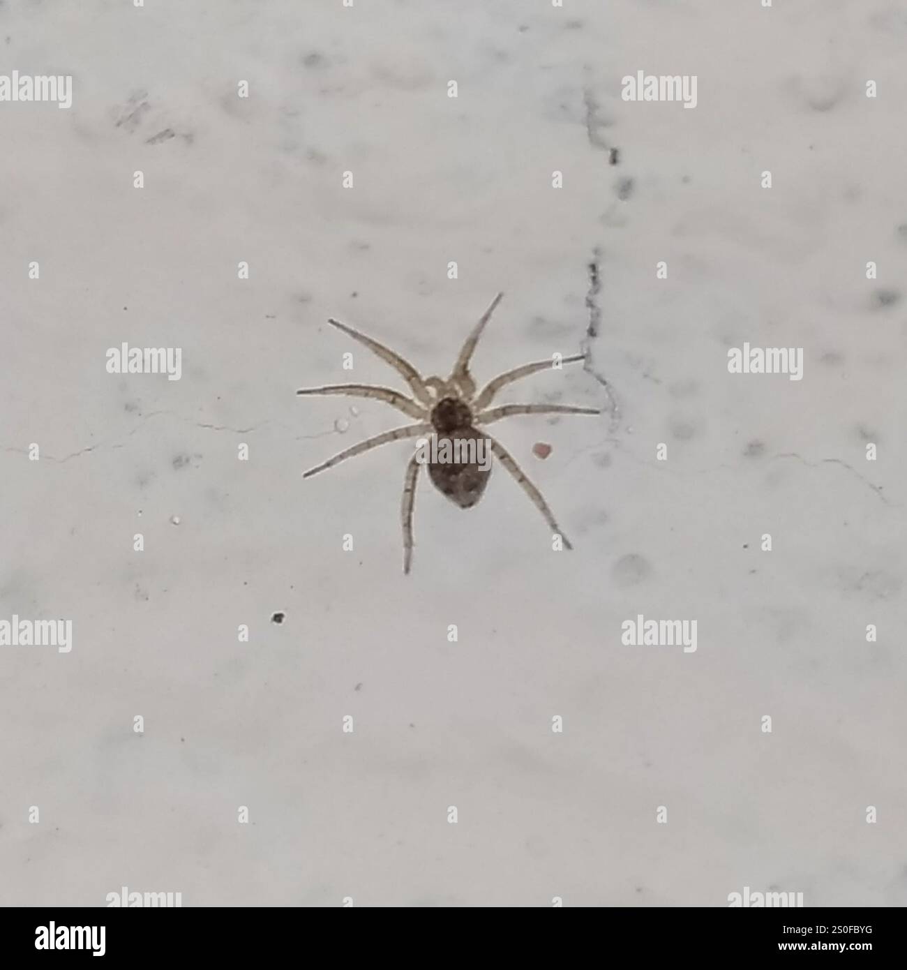 Wall Spiders (Oecobius Stock Photo - Alamy