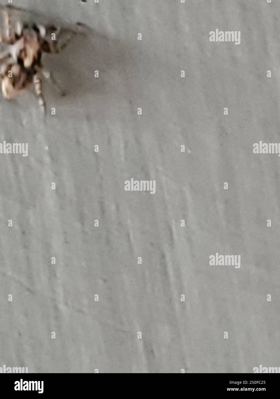 Asiatic Wall Jumping Spider (Attulus fasciger Stock Photo - Alamy